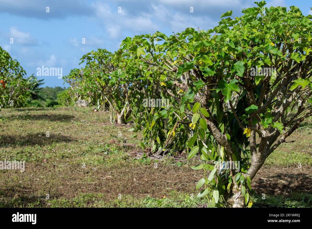 Vanille plantage -Fotos und -Bildmaterial in hoher Auflösung – Alamy