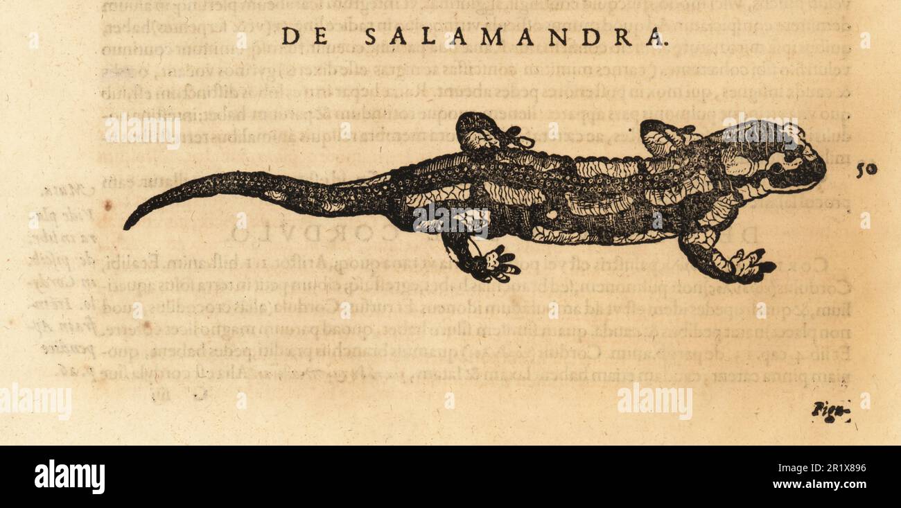 De quadrupedibus oviparis -Fotos und -Bildmaterial in hoher Auflösung ...