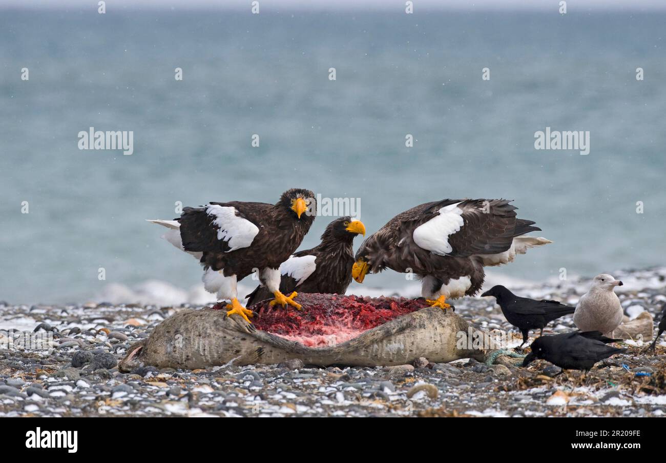 Stellers Seeadler (Haliaeetus pelagicus), drei Erwachsene, die sich von ...