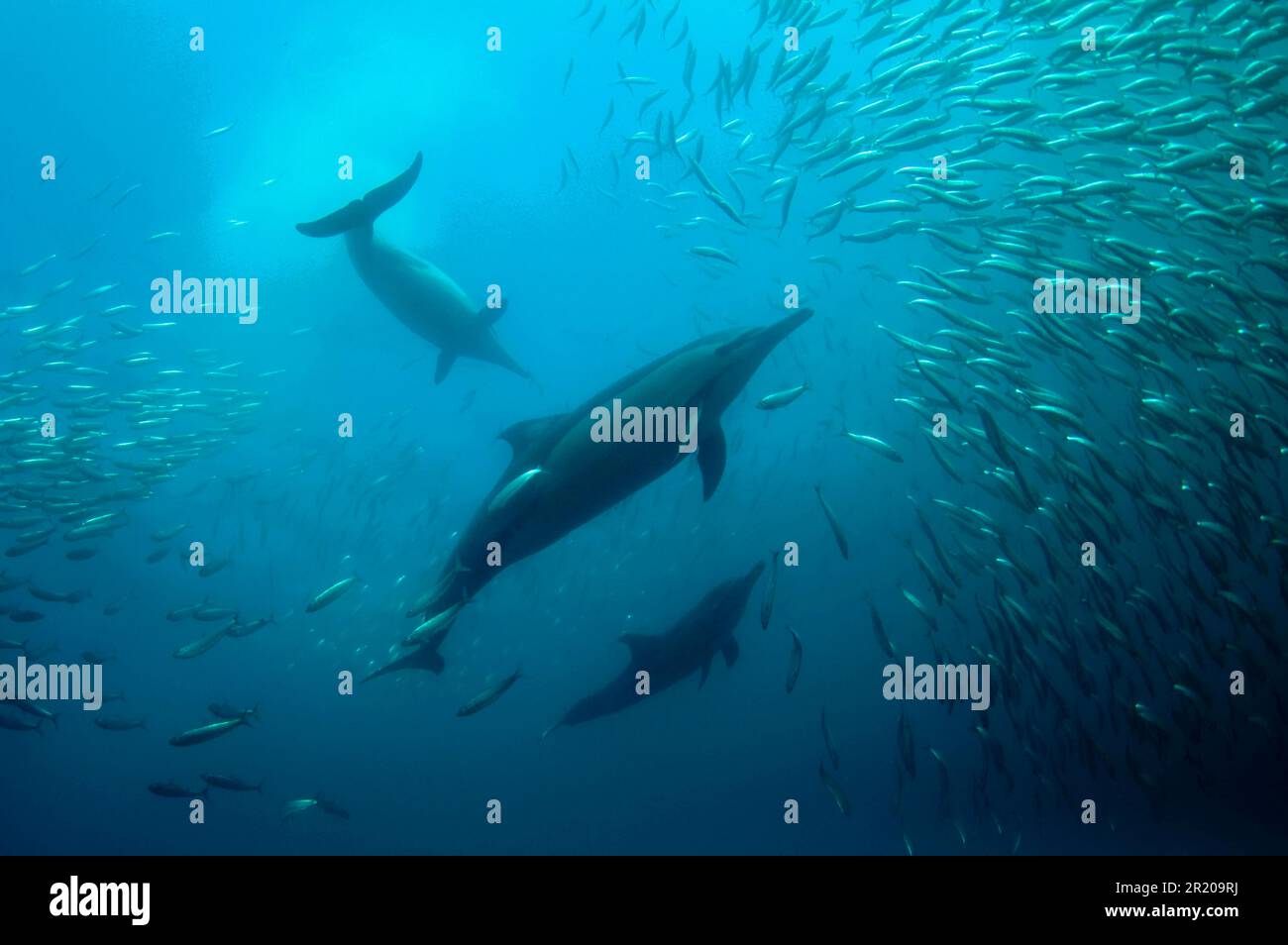 Langschnäuziger gemeiner Delfin, Langschnäuziger gemeiner Delfin ...