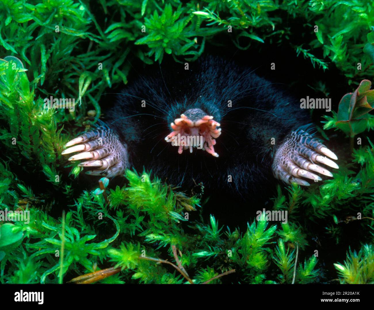 Condylura cristata -Fotos und -Bildmaterial in hoher Auflösung – Alamy