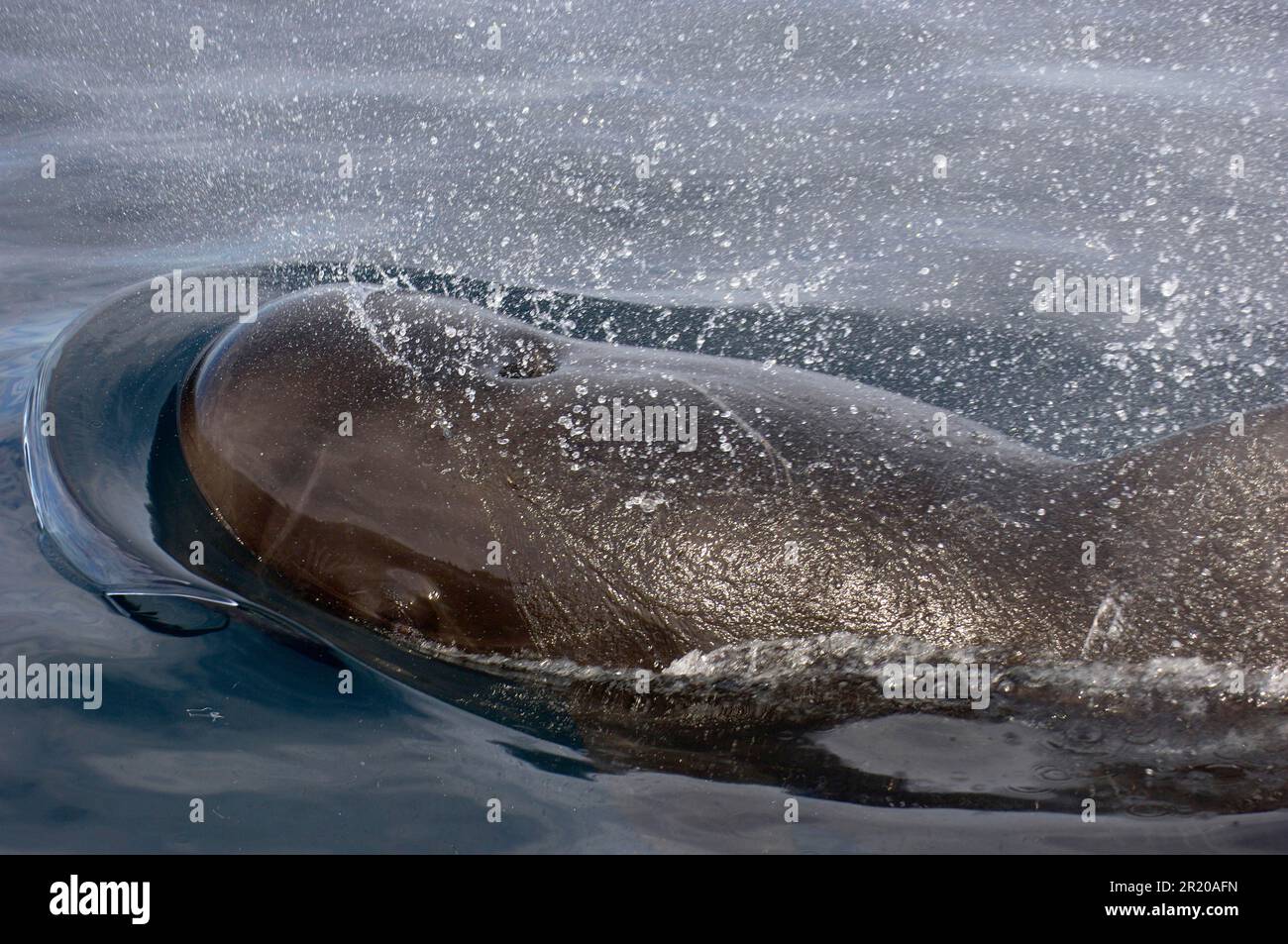 Kurzflossen grindwale -Fotos und -Bildmaterial in hoher Auflösung – Alamy