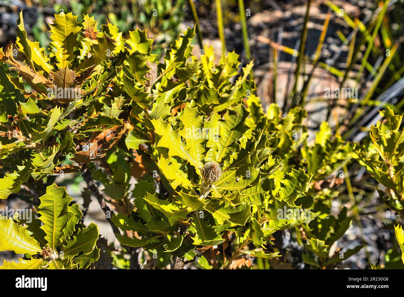 Banksia quercifolia -Fotos und -Bildmaterial in hoher Auflösung – Alamy