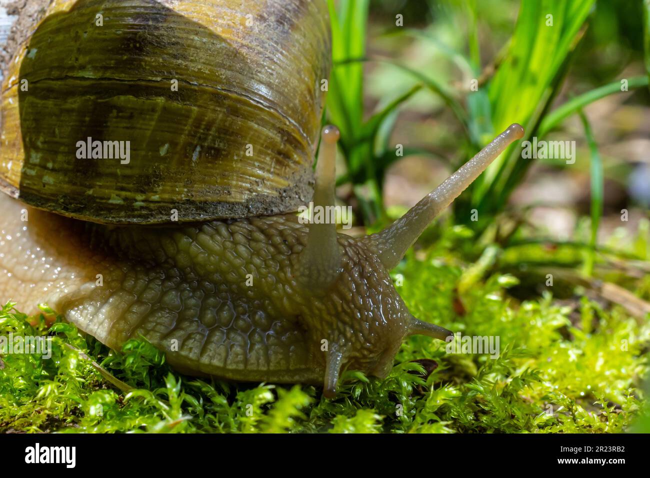 Helix pomatia auch römische Schnecke, Weinbergschnecken ...