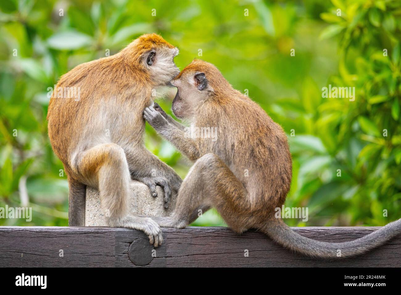 Allogrooming von primaten -Fotos und -Bildmaterial in hoher Auflösung – Alamy