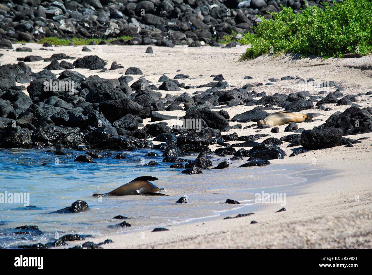 Einige Seelöwen ruhen sich am Strand von Punta Carola aus. Ein Schiff ...