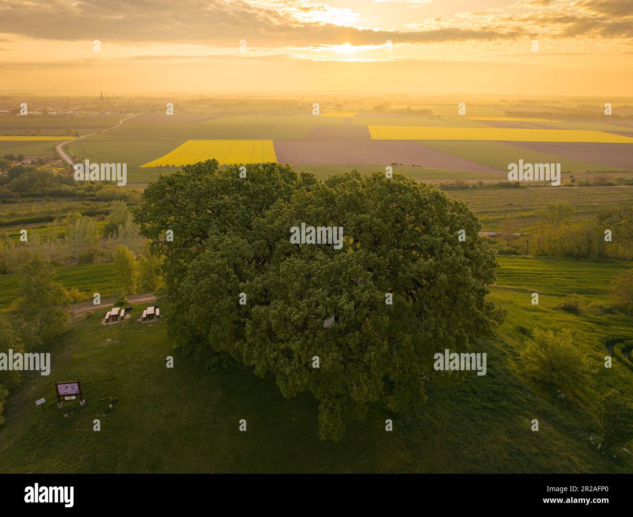 Quercus pubescens, allgemein bekannt als die Herbsteiche, pubertäre ...