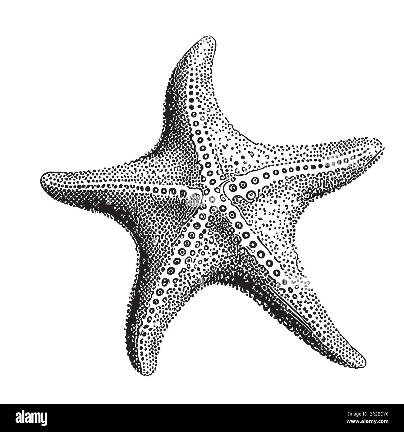 Von Hand gezeichnete Seesterne zeichnen im Kritzelstil ...