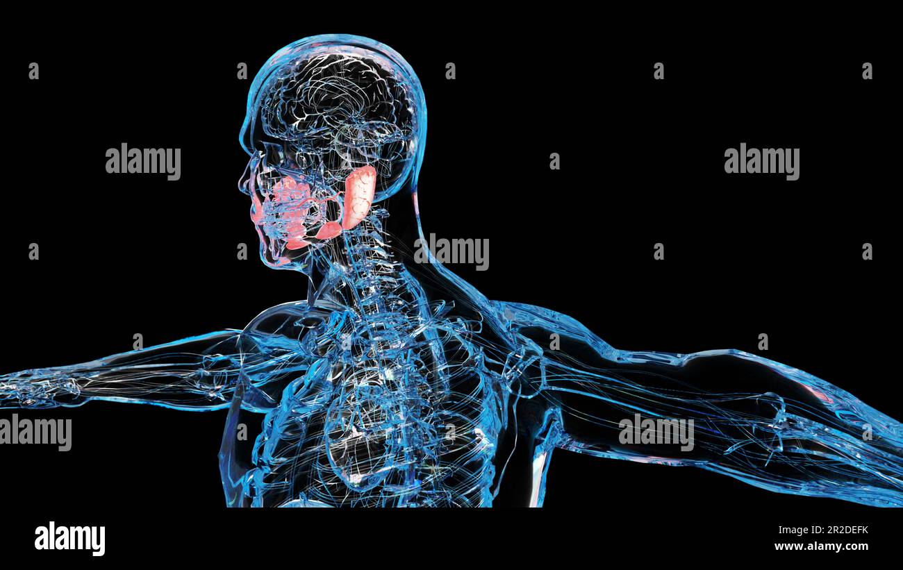 Anatomie der menschlichen Speicheldrüsen, menschlicher Verdauungsmund ...
