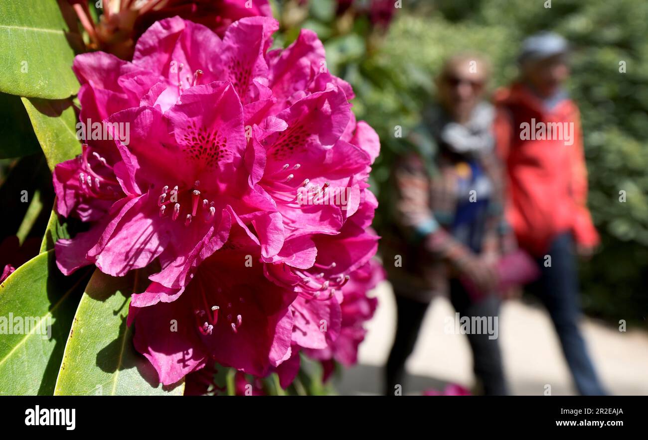 19. Mai 2023, Mecklenburg-Vorpommern, Graal-Müritz: Im Rhododendron ...