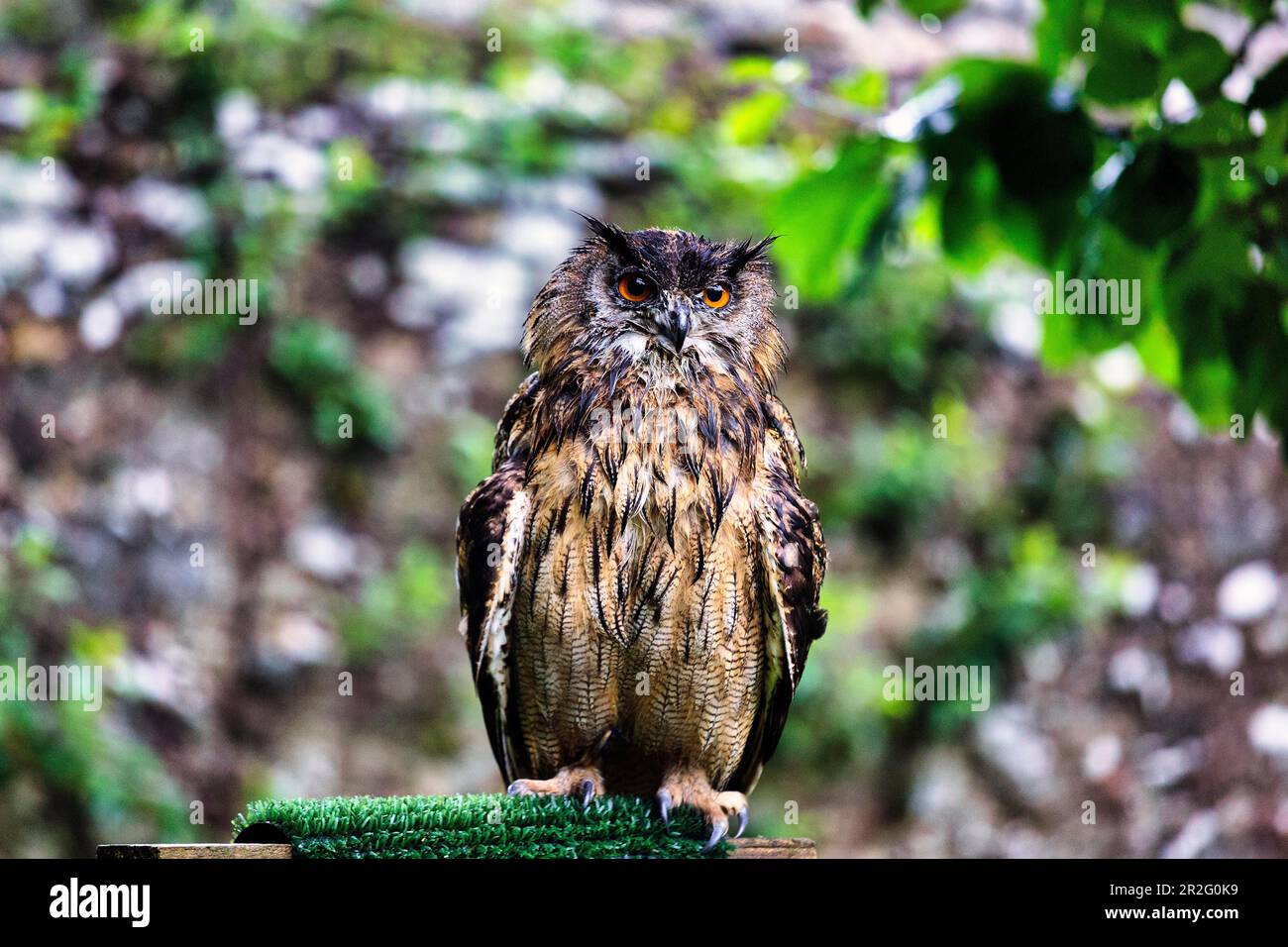 Nasse eule -Fotos und -Bildmaterial in hoher Auflösung – Alamy