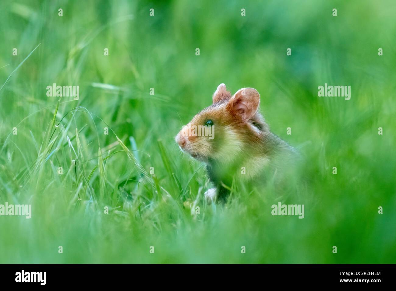 Feld hamster -Fotos und -Bildmaterial in hoher Auflösung – Alamy