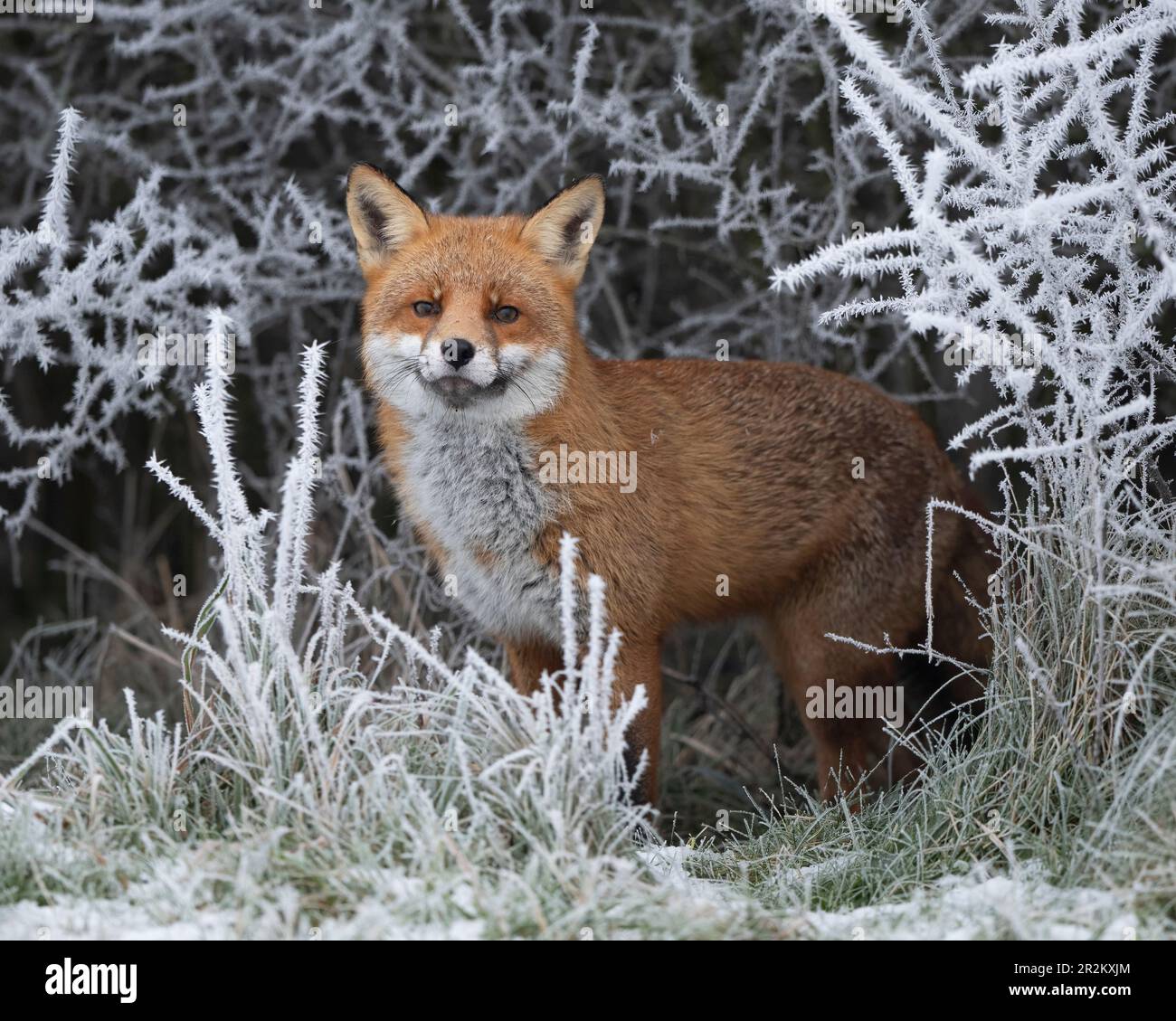 Fuchs im winterwunderland -Fotos und -Bildmaterial in hoher Auflösung ...
