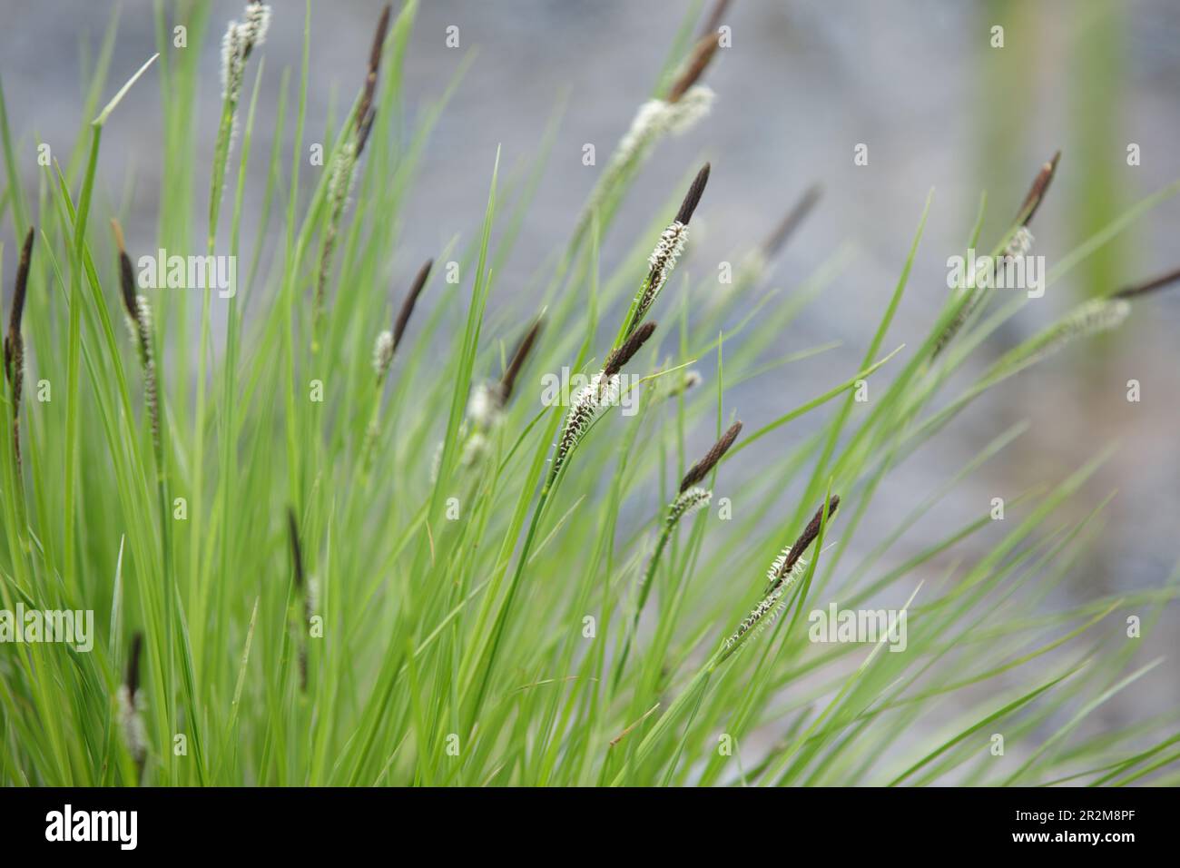 Sedge grass -Fotos und -Bildmaterial in hoher Auflösung – Alamy