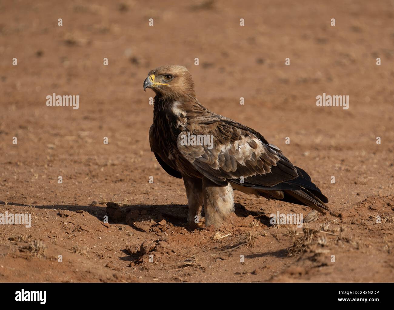 Afrikanische greifvögel -Fotos und -Bildmaterial in hoher Auflösung – Alamy