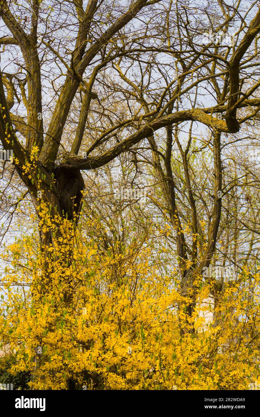 Summer fall winter tree -Fotos und -Bildmaterial in hoher Auflösung – Alamy