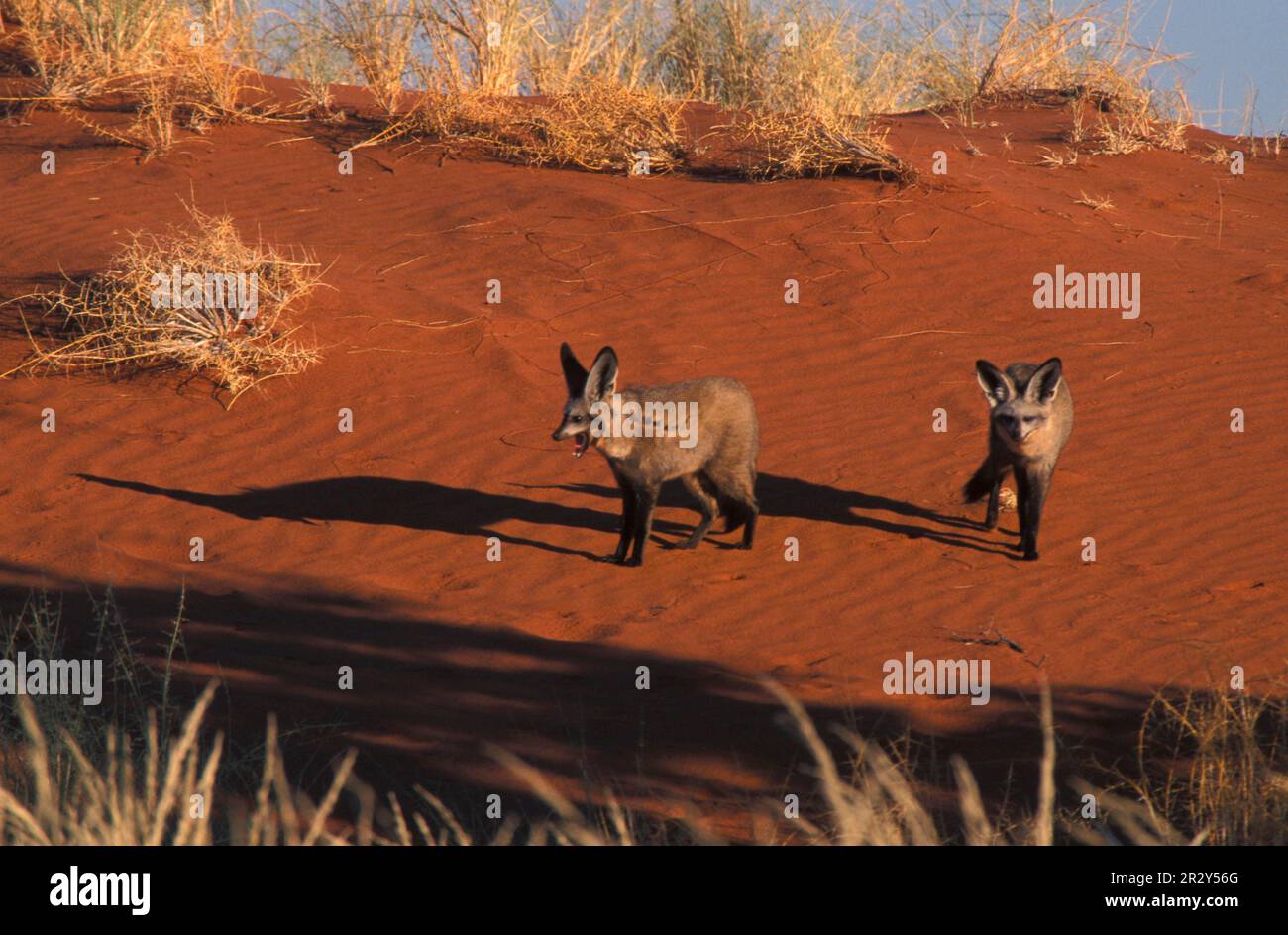 Flederohr-Fuchs Namibia, Flederohr-Füchse (Otocyon megalotis ...