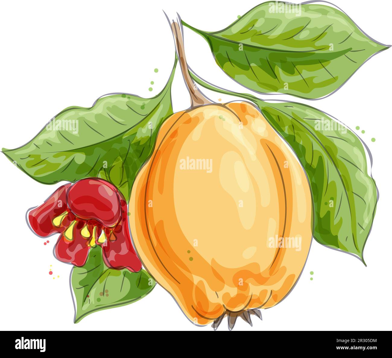 Aquarell quitte Stock-Vektorgrafiken kaufen - Alamy