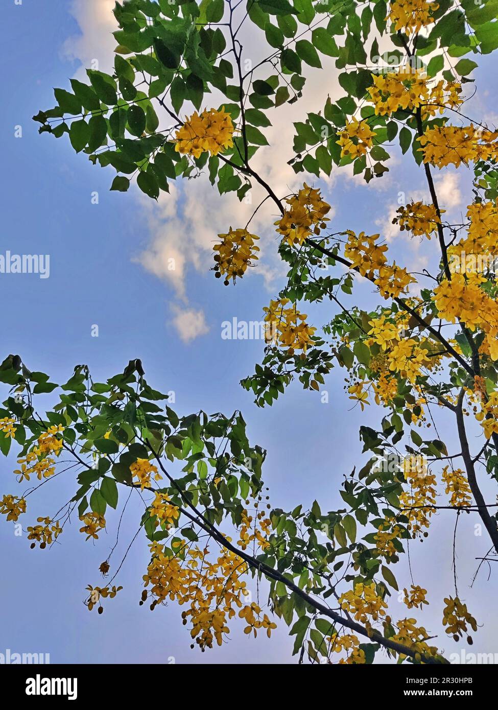Cassia-Fistel, goldene Dusche, Purging Cassia, indisches Laburnum, Kani ...