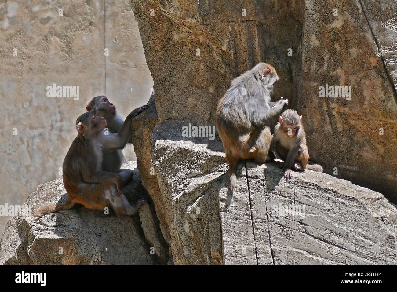 YANTAI, CHINA - 22. MAI 2023 - Foto aufgenommen am 22. Mai 2023 zeigt ...