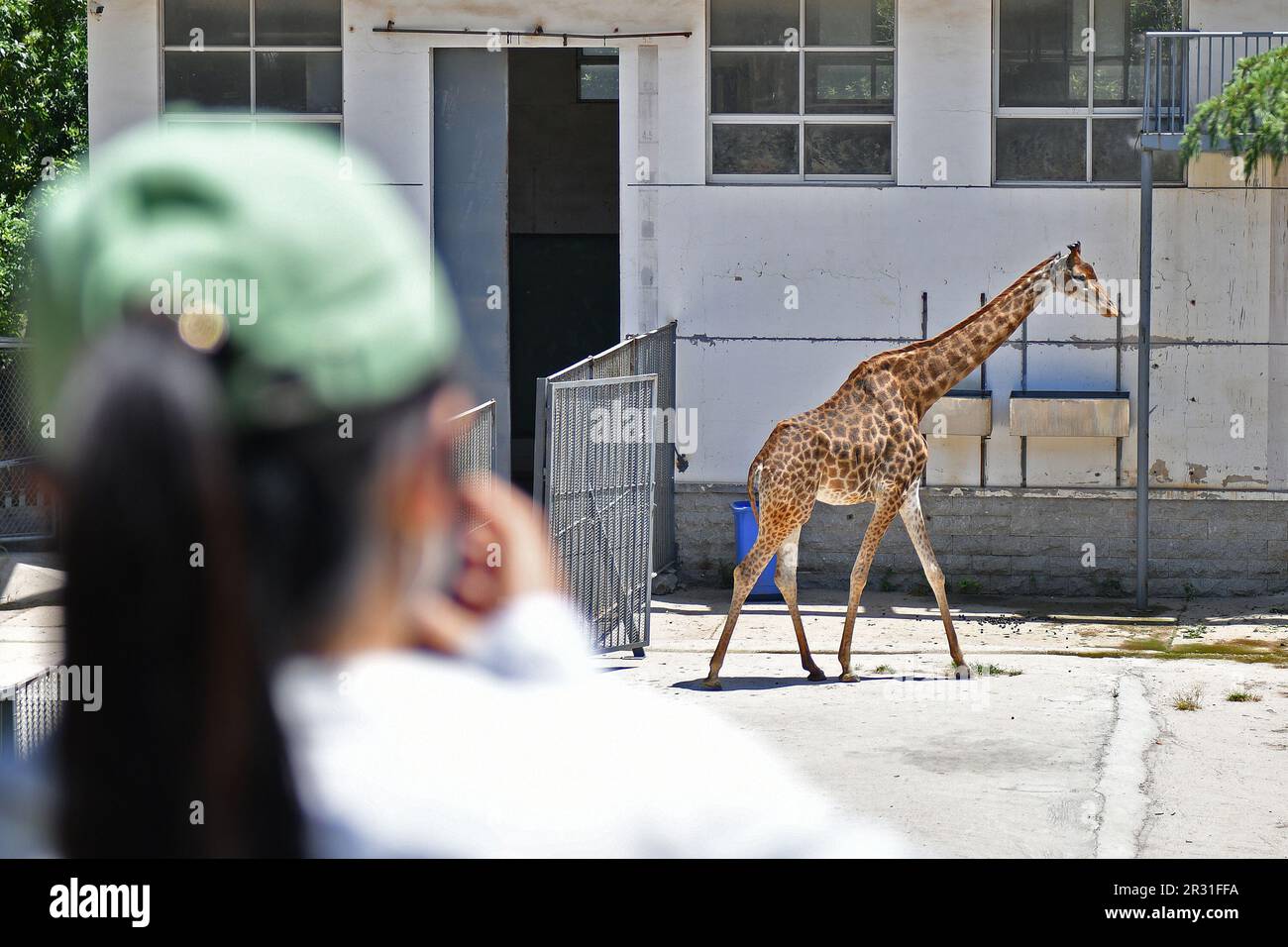 YANTAI, CHINA - 22. MAI 2023 - Foto aufgenommen am 22. Mai 2023 zeigt ...