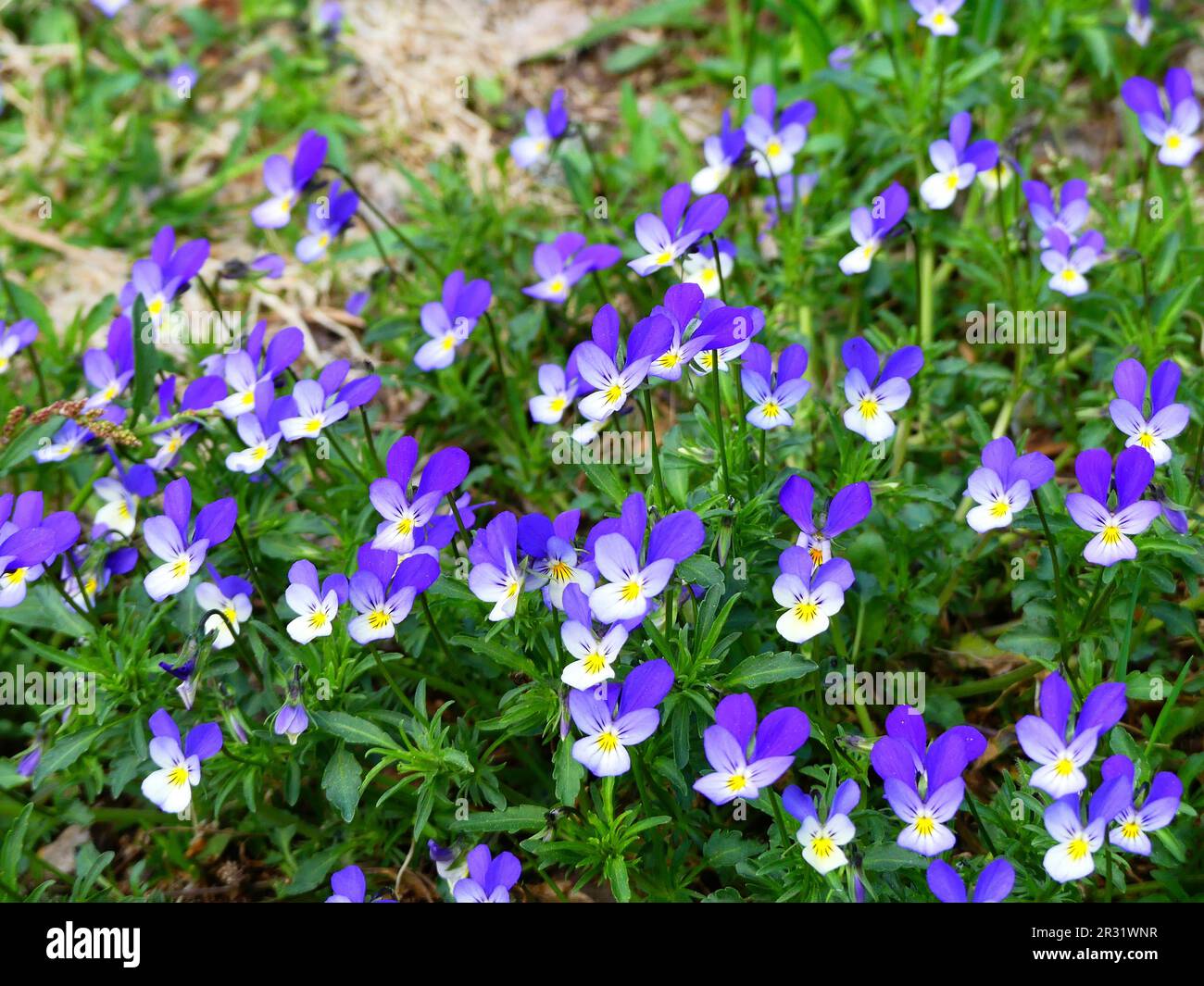 Step mother -Fotos und -Bildmaterial in hoher Auflösung – Alamy