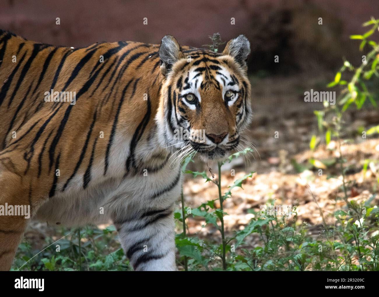 Indische wildkatze -Fotos und -Bildmaterial in hoher Auflösung – Alamy
