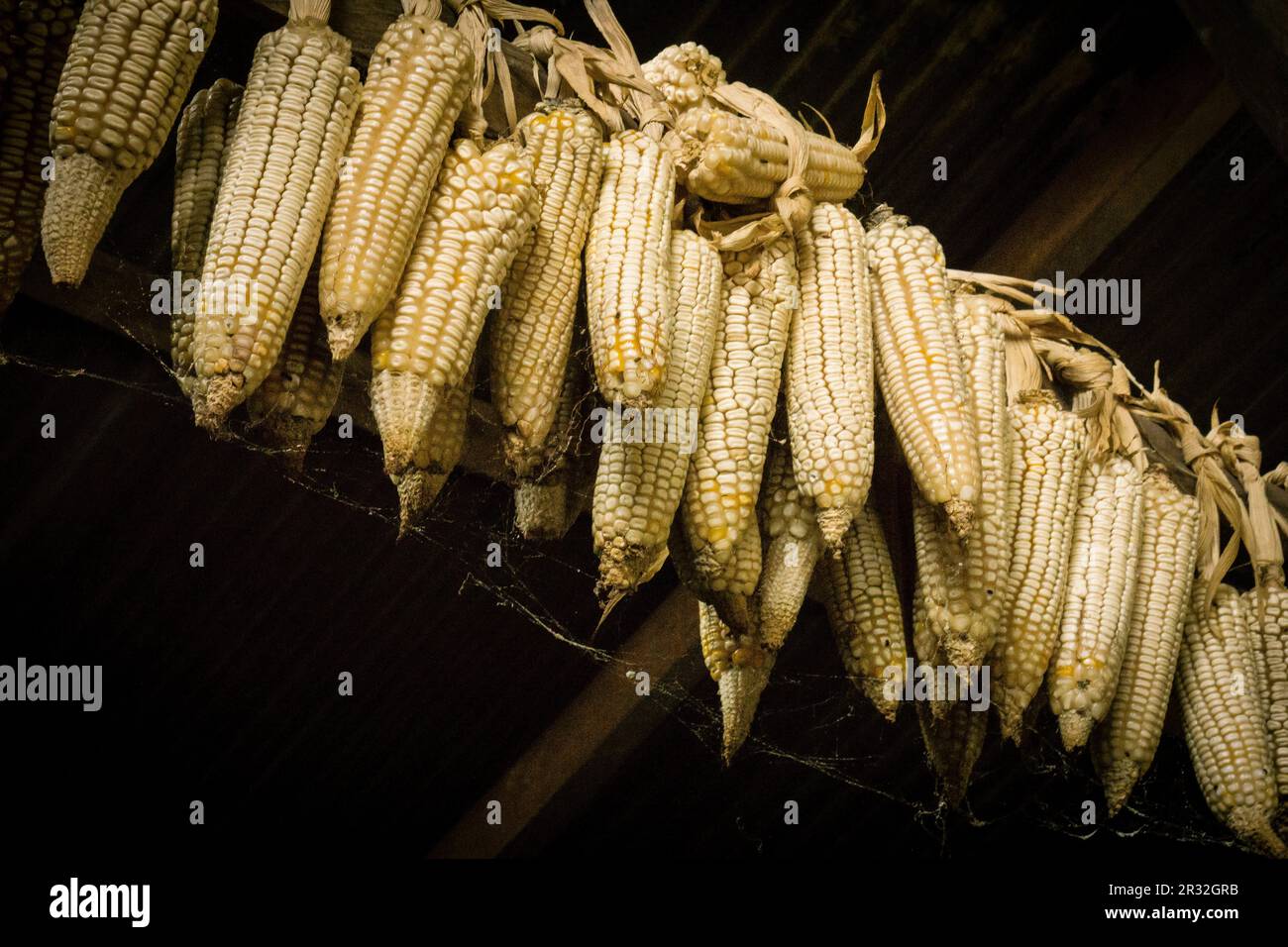 Maiz de guatemala -Fotos und -Bildmaterial in hoher Auflösung – Alamy