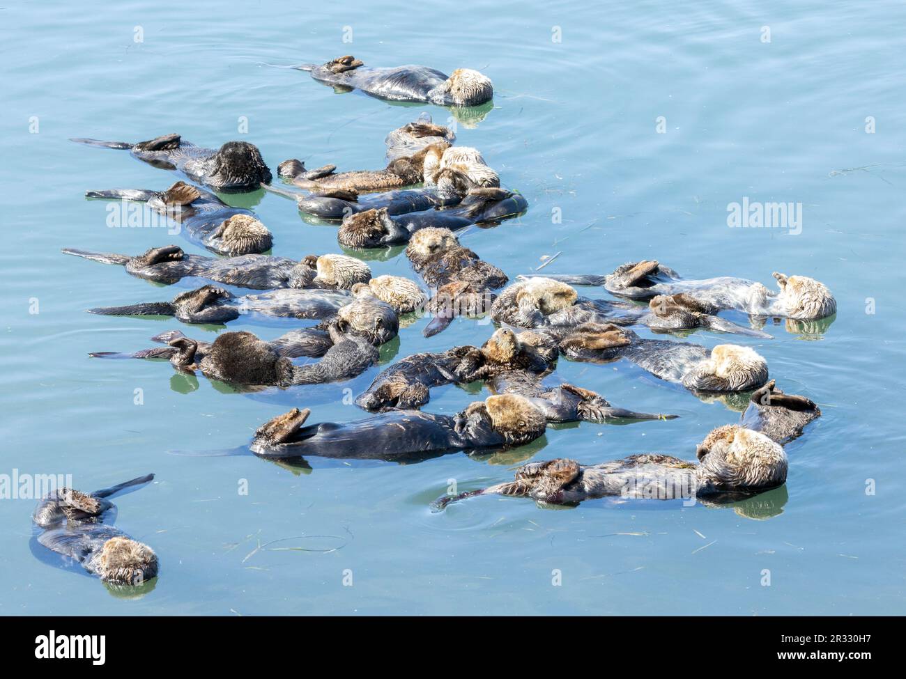 Seeotter schlafen -Fotos und -Bildmaterial in hoher Auflösung – Alamy