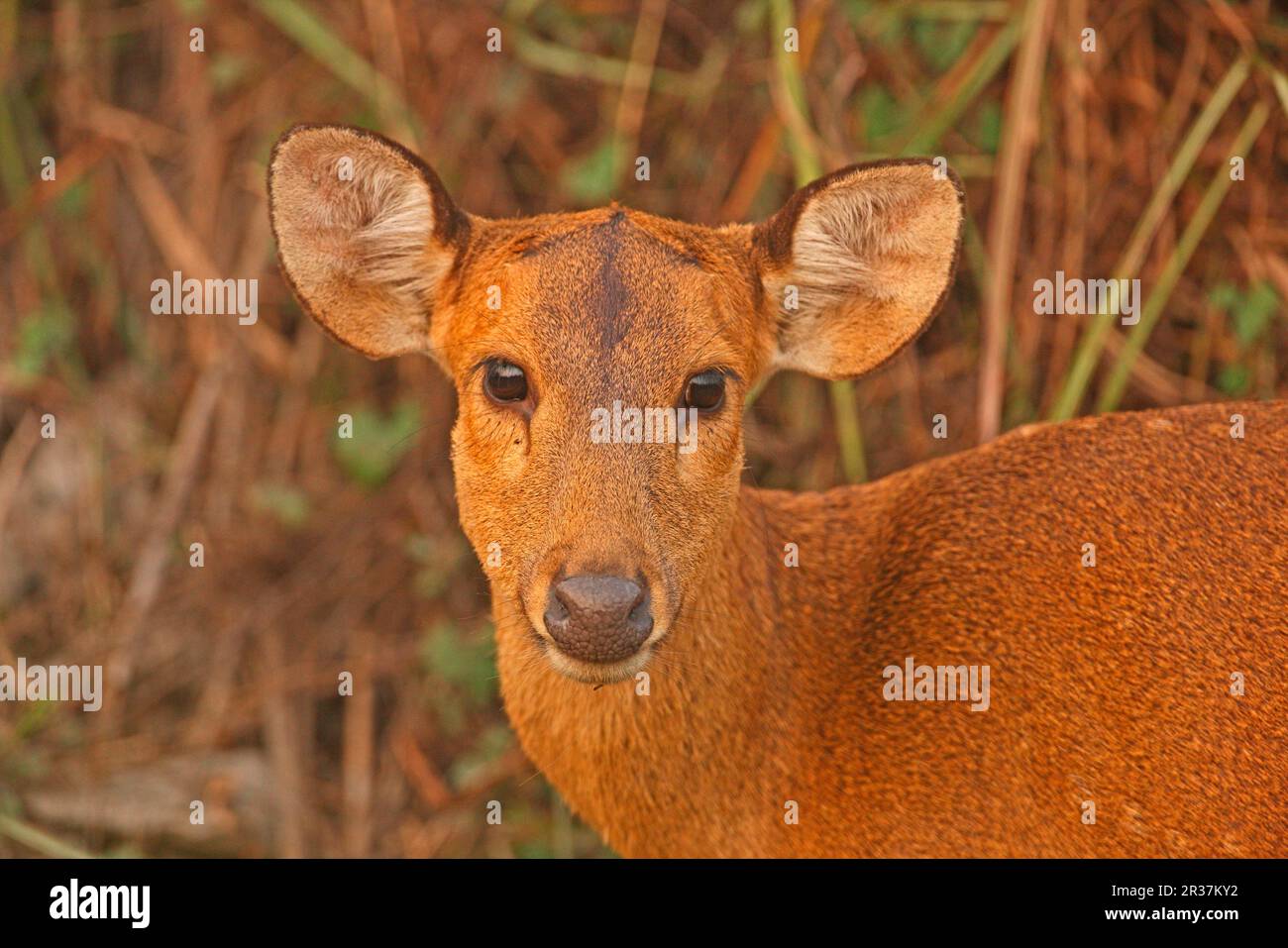 Hyelaphus porcinus porcinus (Axis porcinus porcinus), Hoghirsch, Hirsch ...