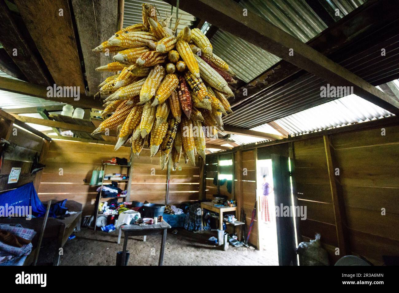 Maiz de guatemala -Fotos und -Bildmaterial in hoher Auflösung – Alamy