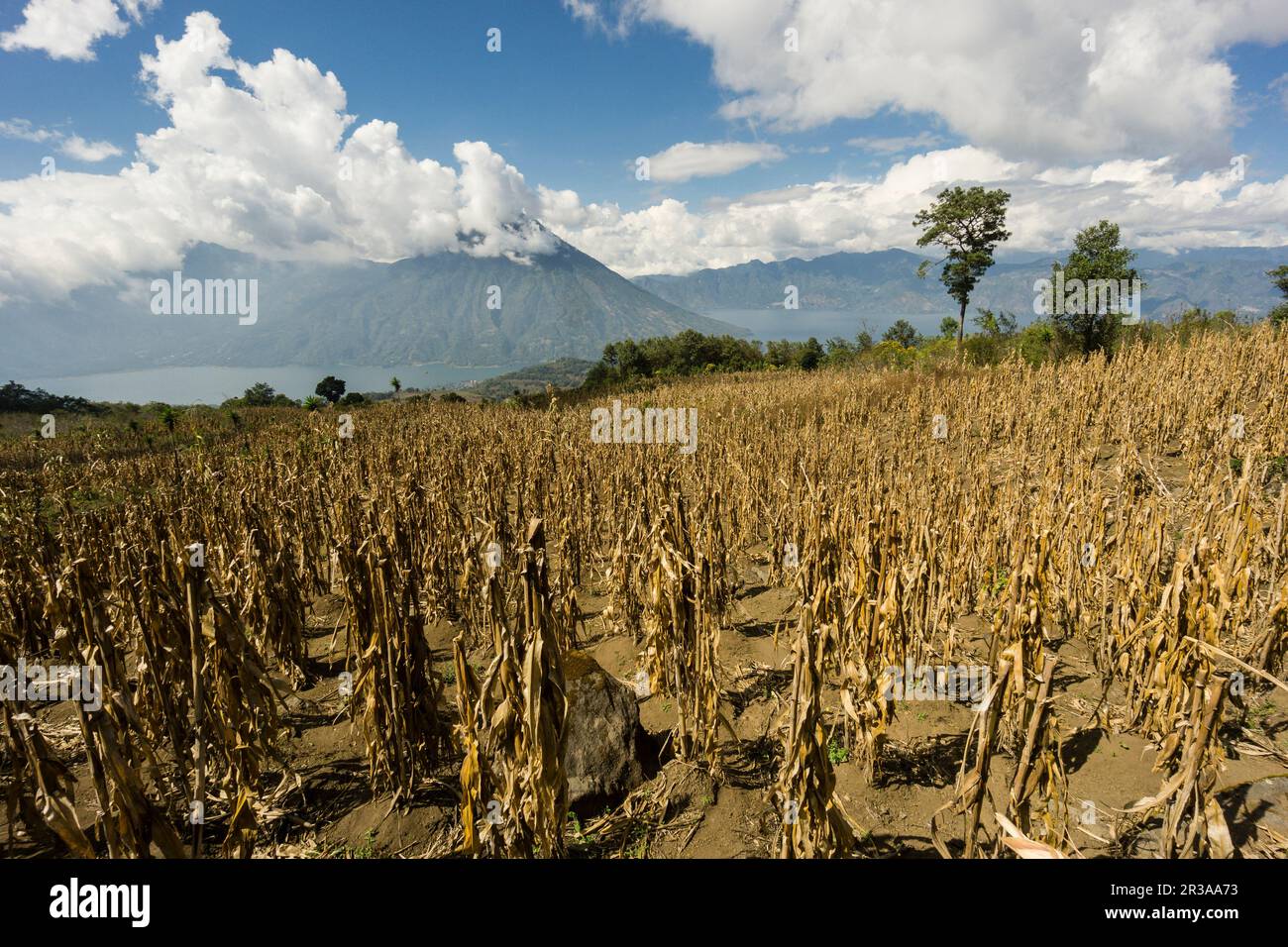 Maiz de guatemala -Fotos und -Bildmaterial in hoher Auflösung – Alamy
