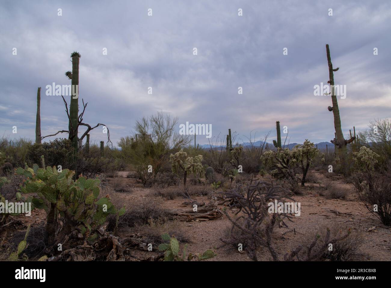 Saguaro cactus forest -Fotos und -Bildmaterial in hoher Auflösung – Alamy