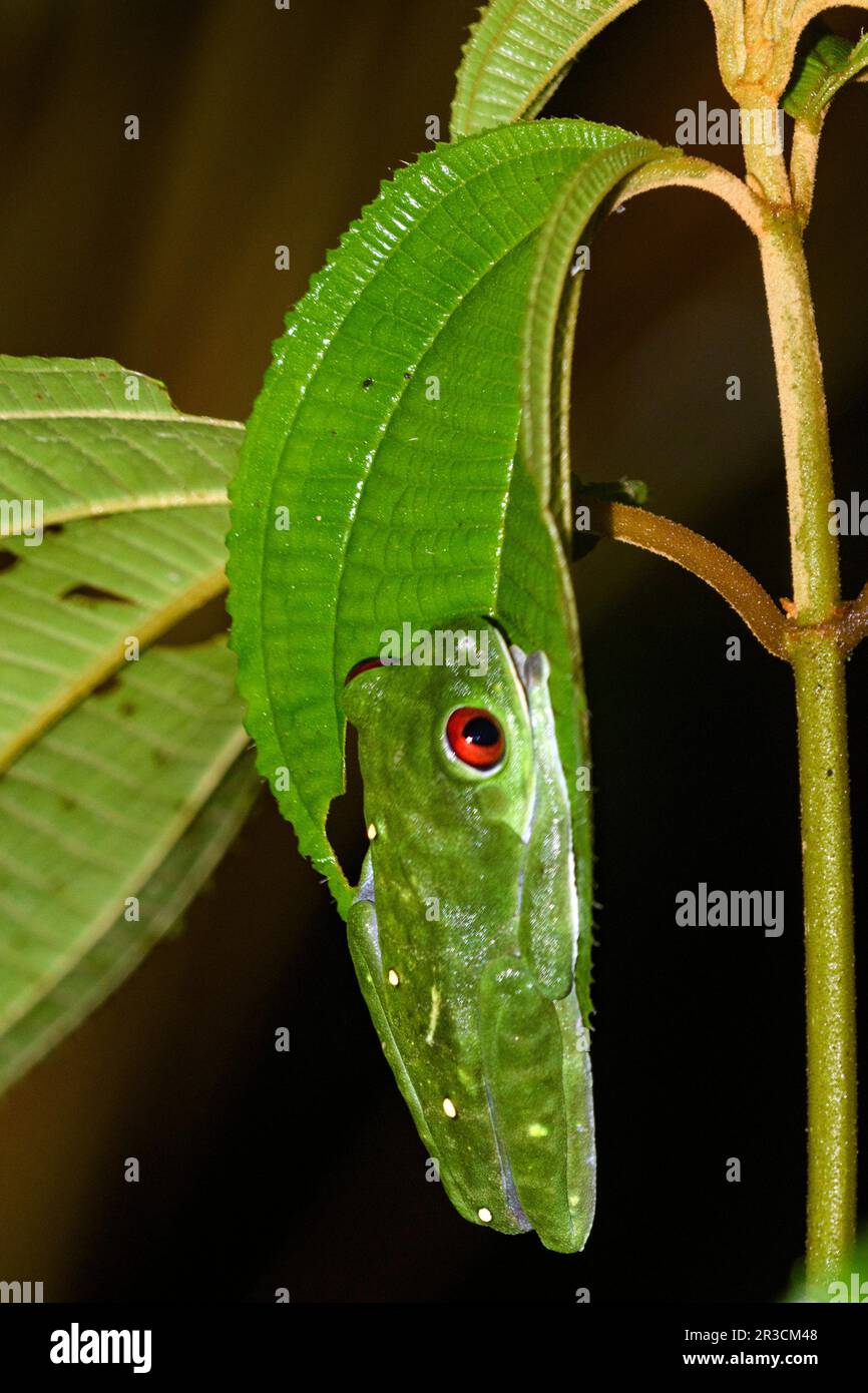 Rotäugiger Baumfrosch (Agalychnis callidryas) aus dem Nationalpark ...