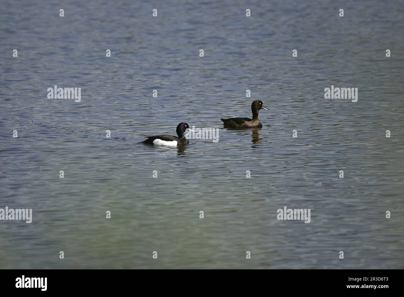 Zwei getuftete Enten (Aythya fuligula) schwimmen an einem sonnigen Tag ...