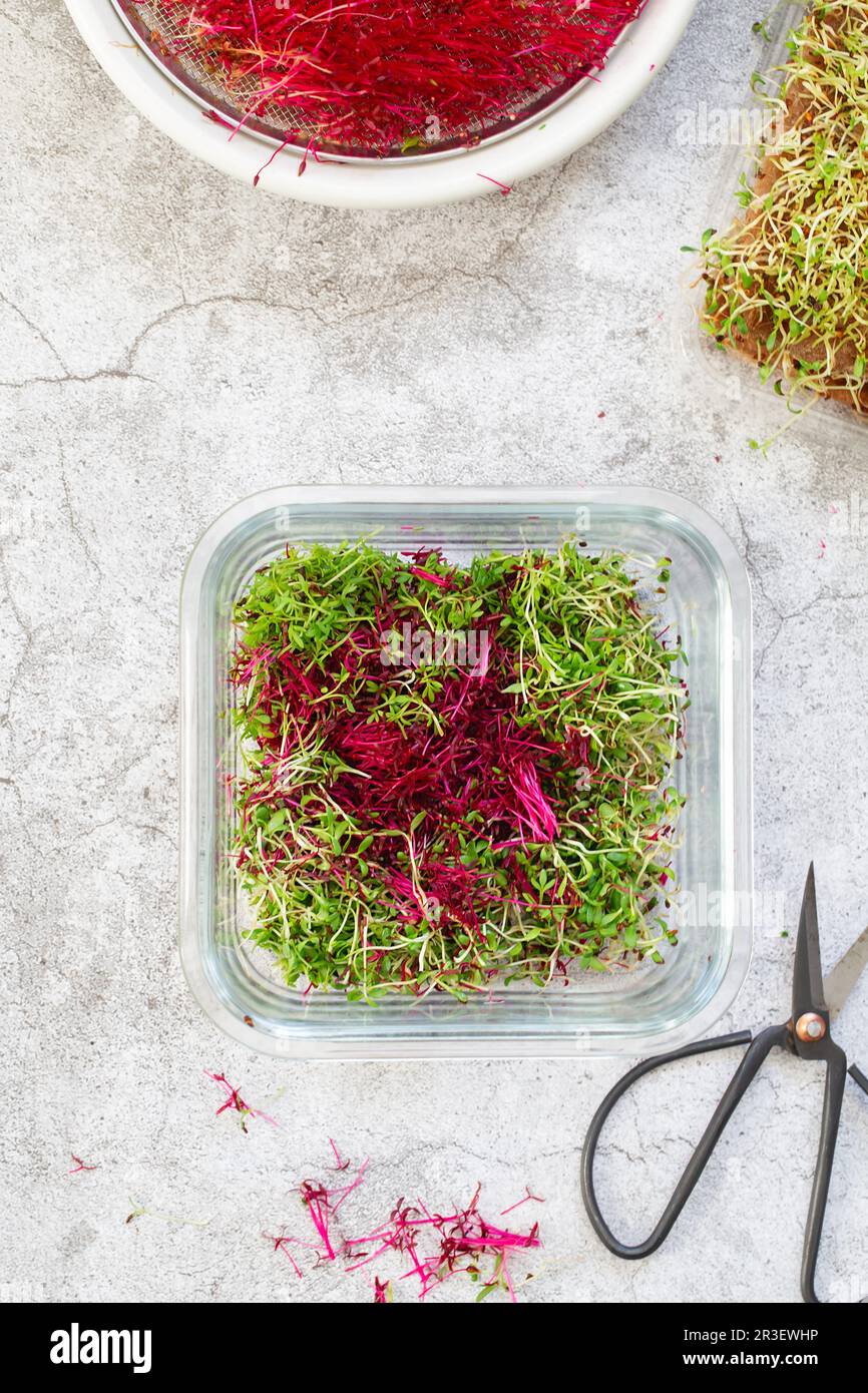 Amaranth-Mikrokräuter. Mikrogrüner mit Keimen. Saatgutkeimung zu Hause ...