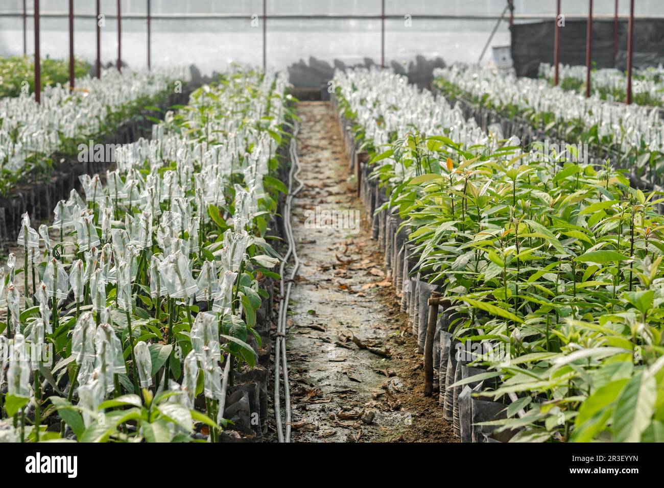 Gewächshaus auf der Bauernplantage Avocado, viele wachsende ...