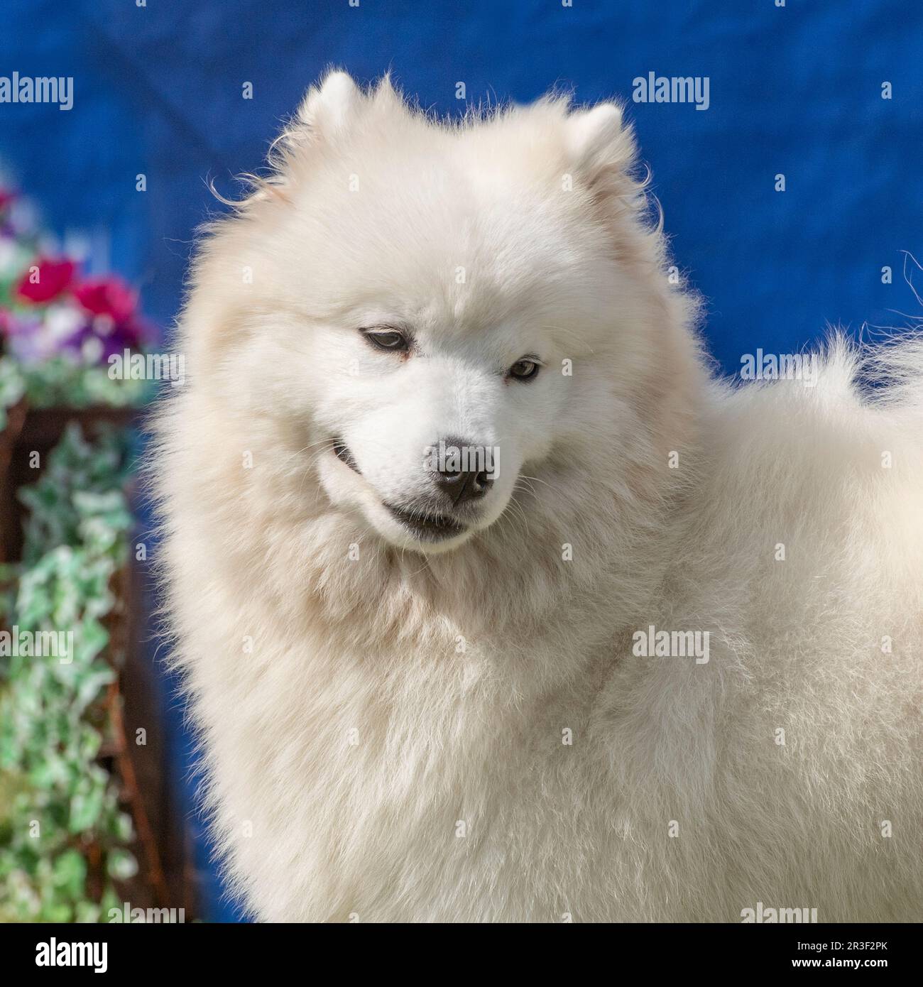 Samojed -Fotos und -Bildmaterial in hoher Auflösung – Alamy