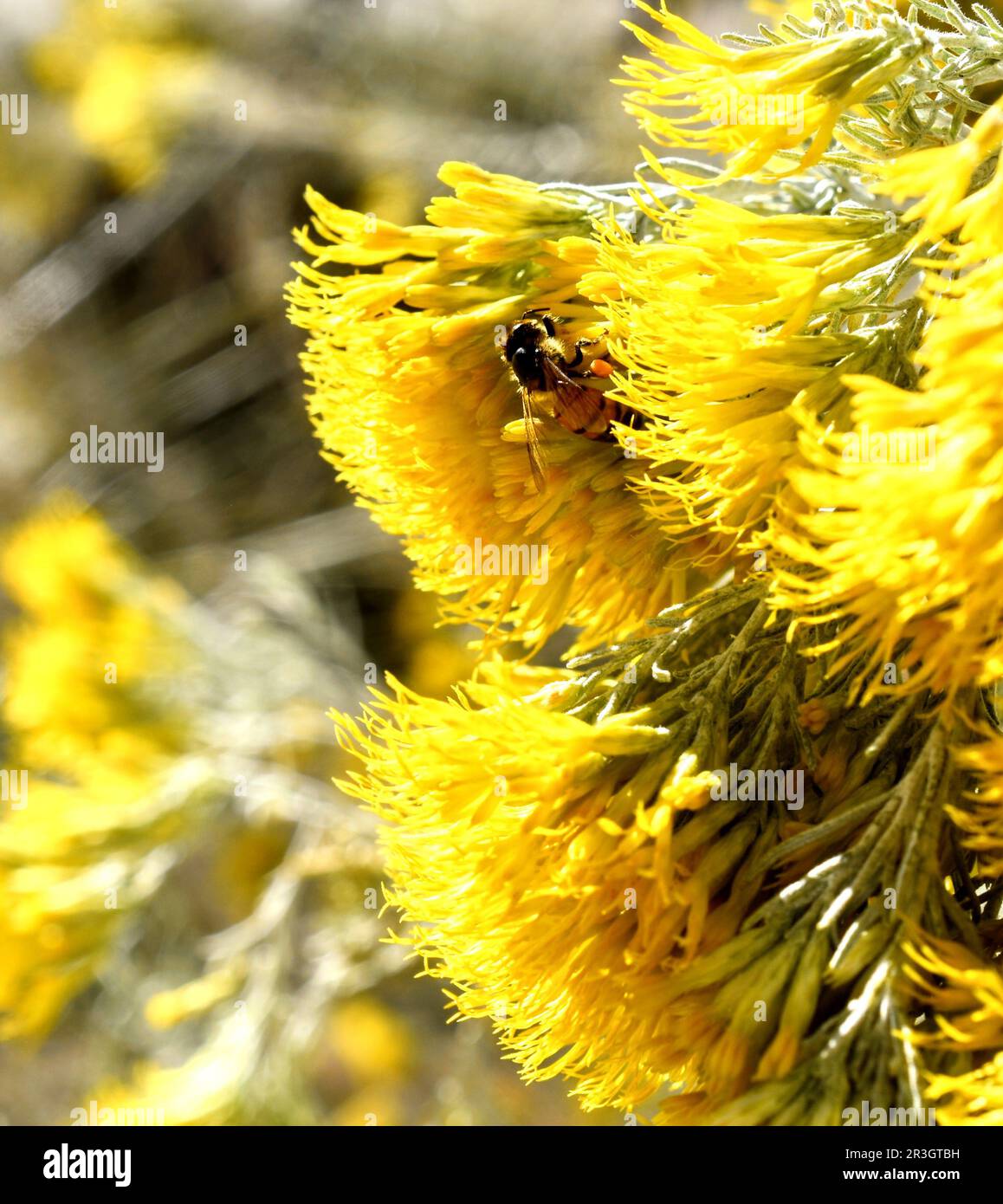 Heikler moment -Fotos und -Bildmaterial in hoher Auflösung – Alamy