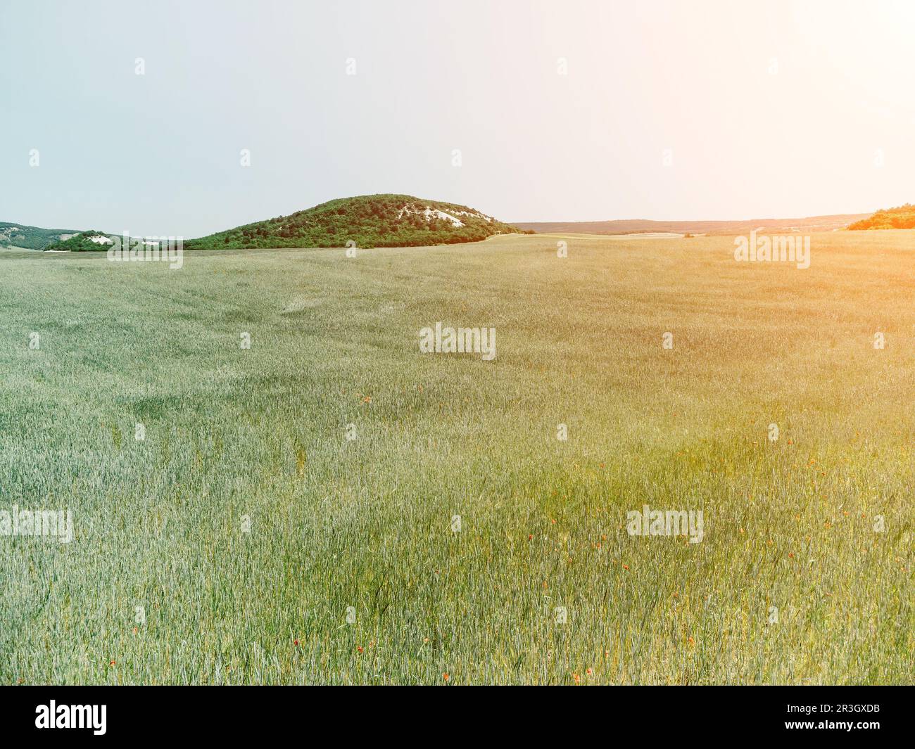 Luftaufnahme auf das grüne Weizenfeld auf dem Land. Weizenfeld, das im ...