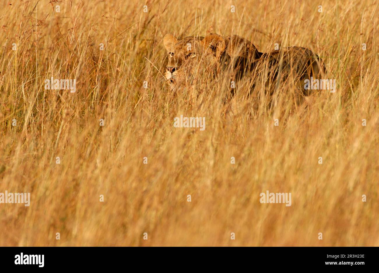 Afrikanische Löwin Löwe, Löwe (Panthera leo), Großkatzen, Raubtiere ...