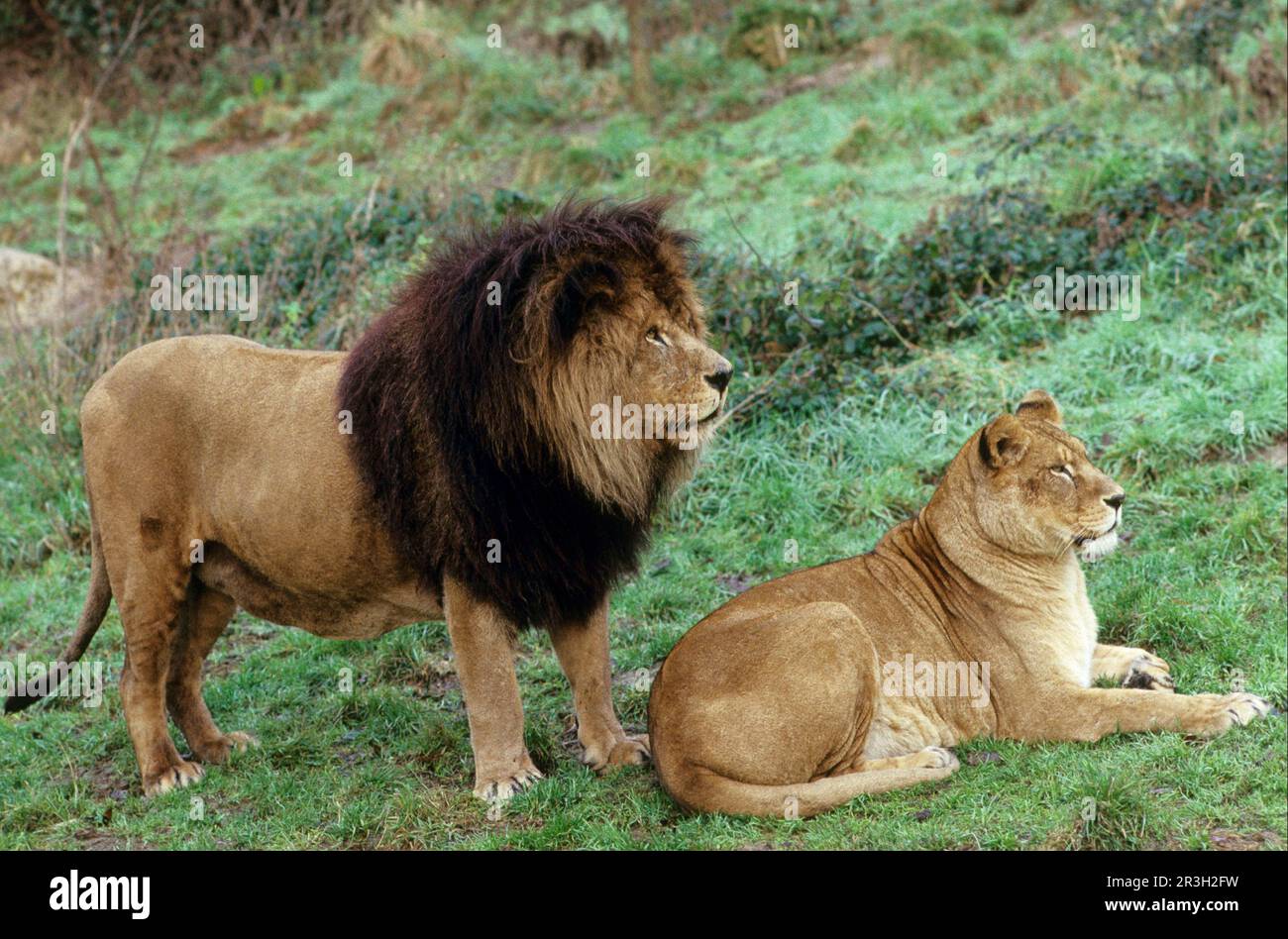 Ausgestorbene raubtiere -Fotos und -Bildmaterial in hoher Auflösung – Alamy
