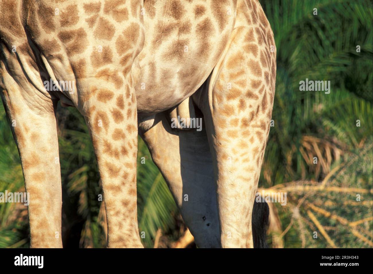 Giraffen (Giraffa camelopardalis), Huftiere, Huftiere mit geraden Zehen ...