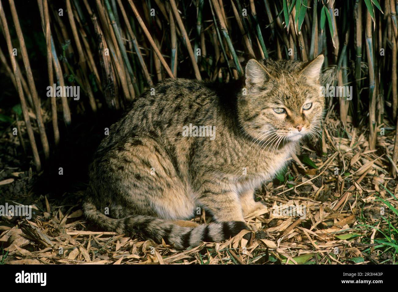 Asiatische steppen wildkatze -Fotos und -Bildmaterial in hoher ...