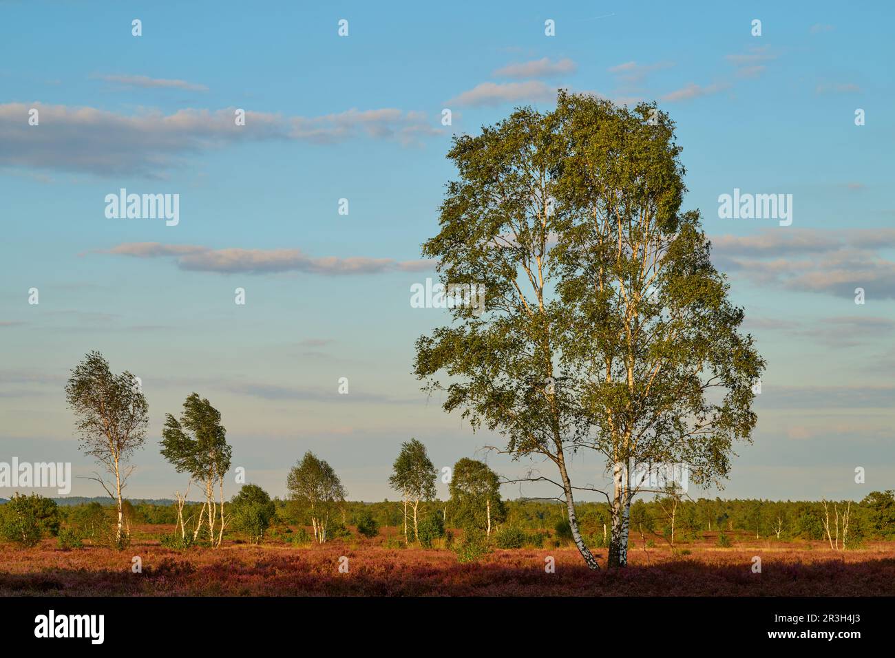 Gemeine heide wacholder -Fotos und -Bildmaterial in hoher Auflösung – Alamy