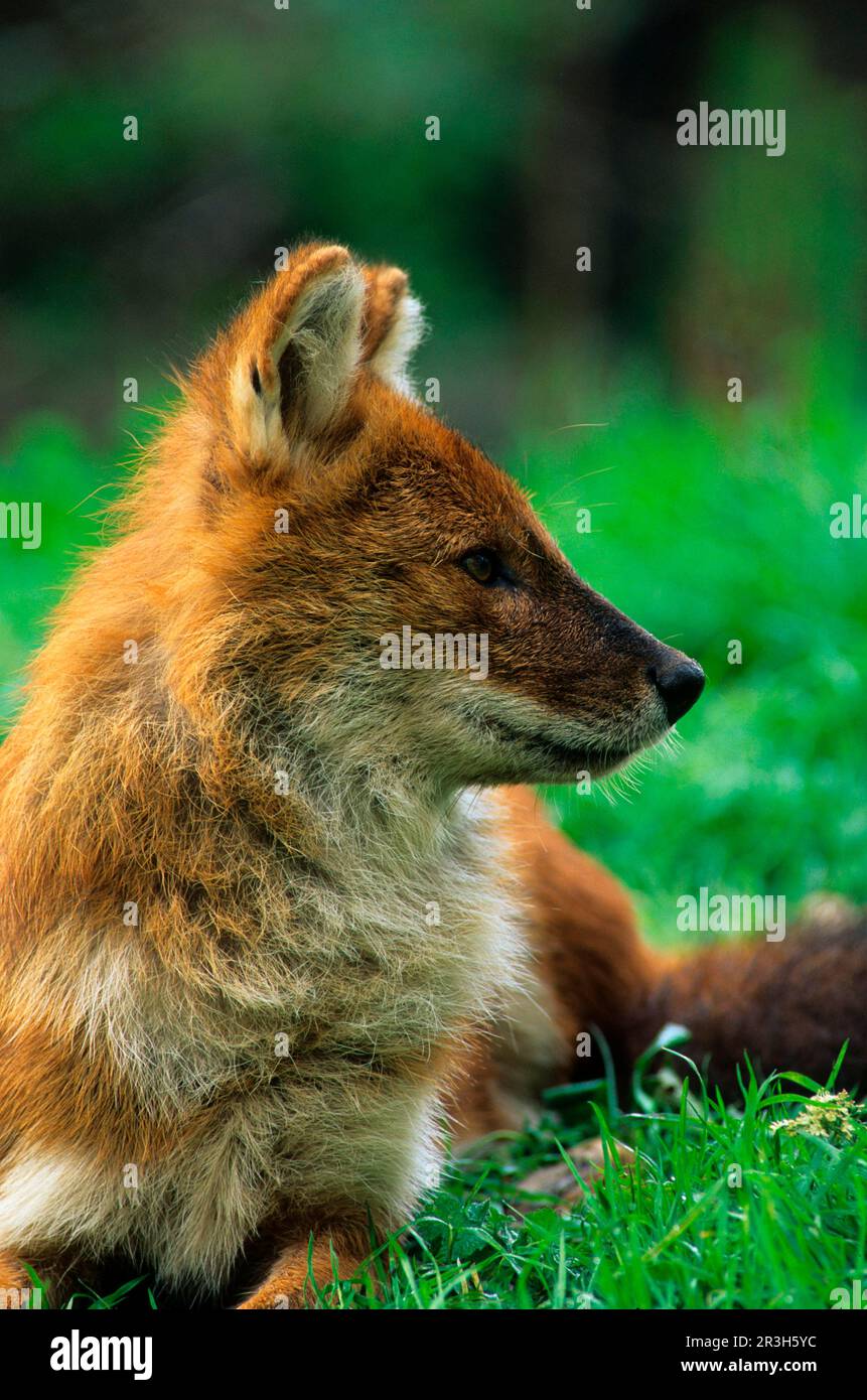 Chinesisches dhole -Fotos und -Bildmaterial in hoher Auflösung – Alamy