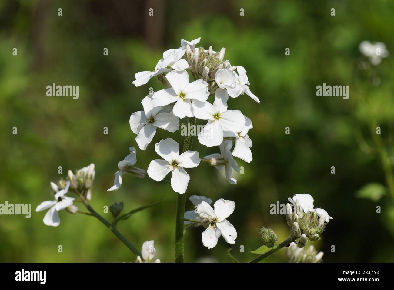 Hesperis matronalis alba -Fotos und -Bildmaterial in hoher Auflösung ...