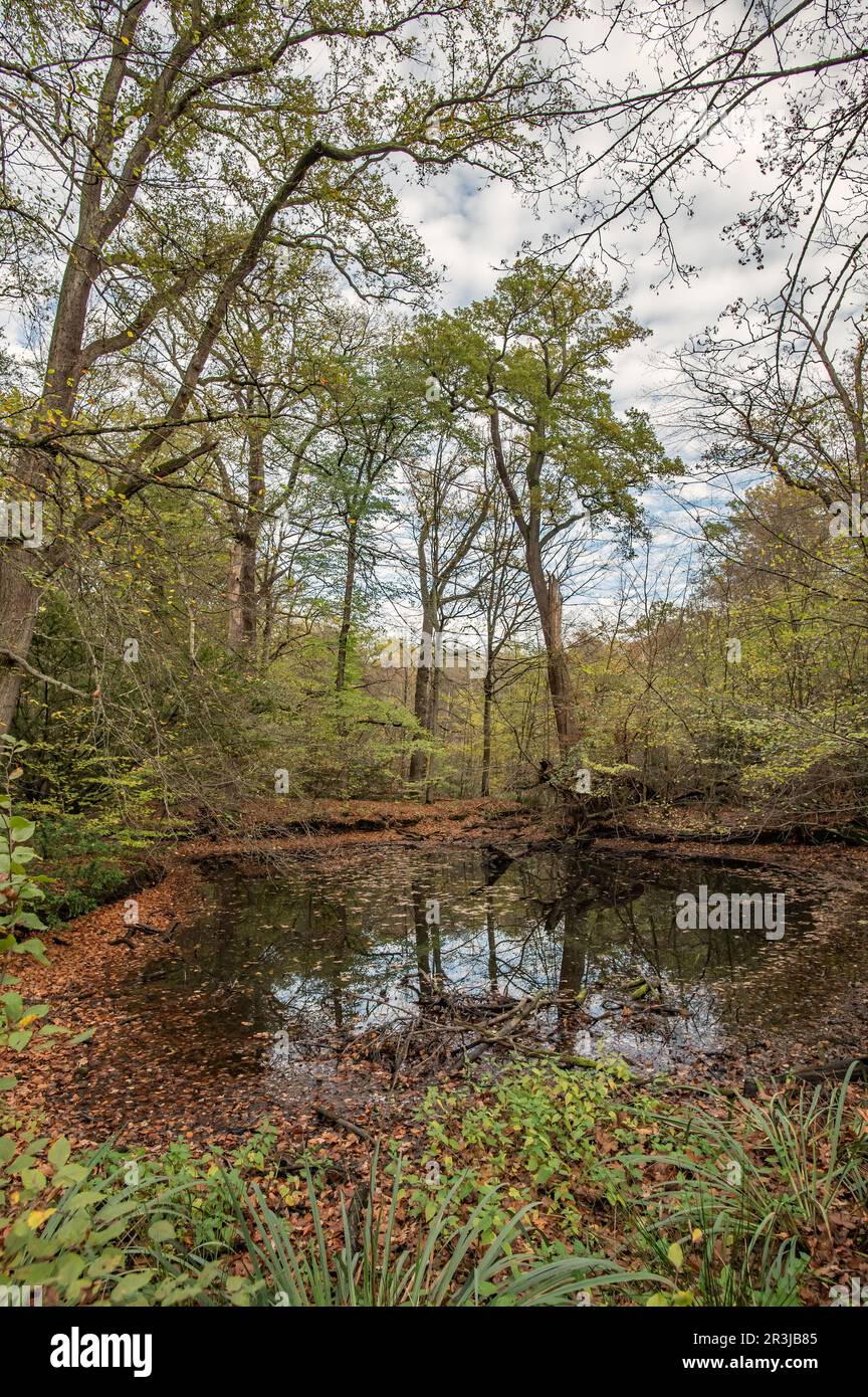 Buchen und birken im herbst -Fotos und -Bildmaterial in hoher Auflösung ...