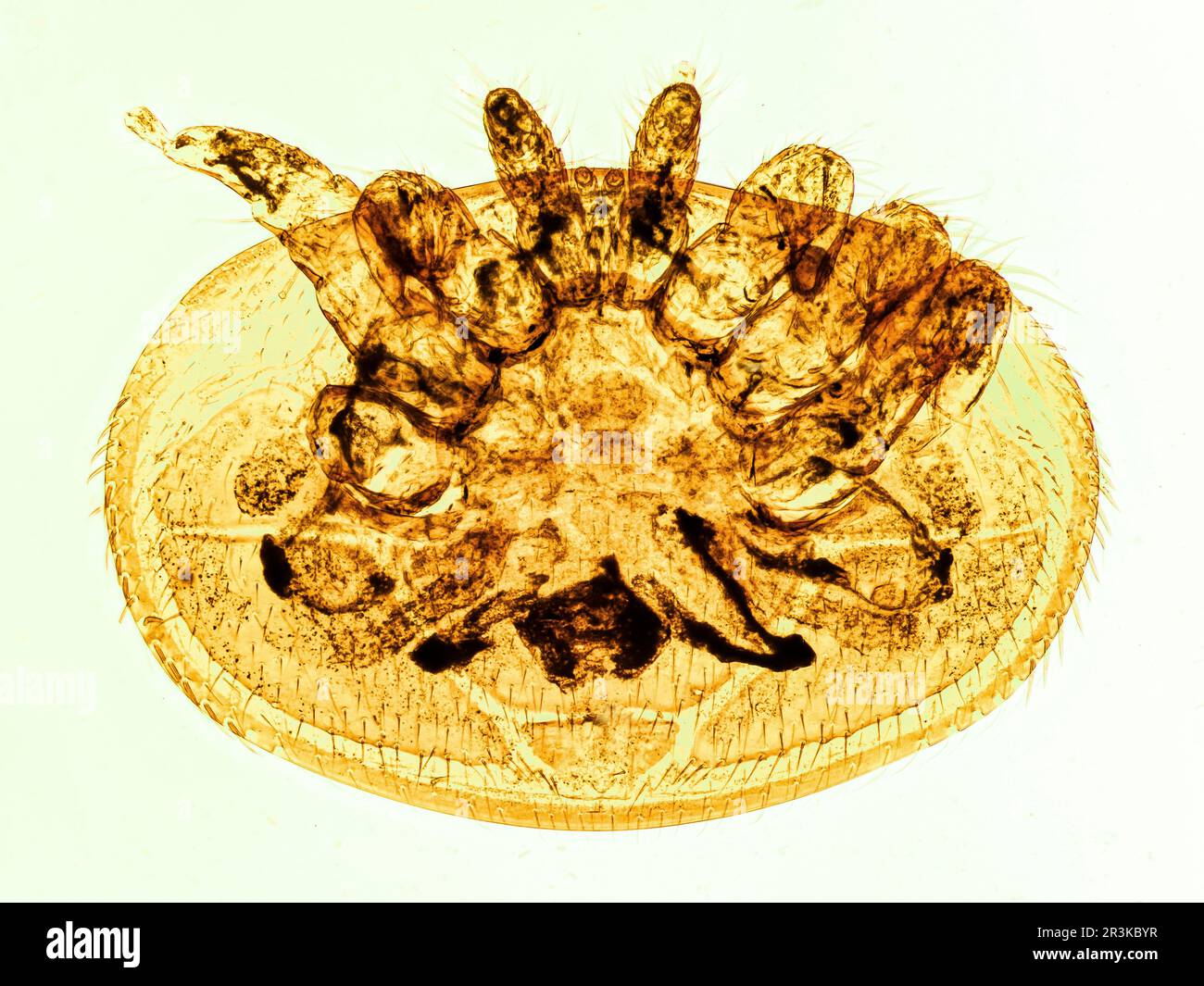 Varroamilbe (Varroa destructor) ektoparasitische Milbe der Honigbiene ...