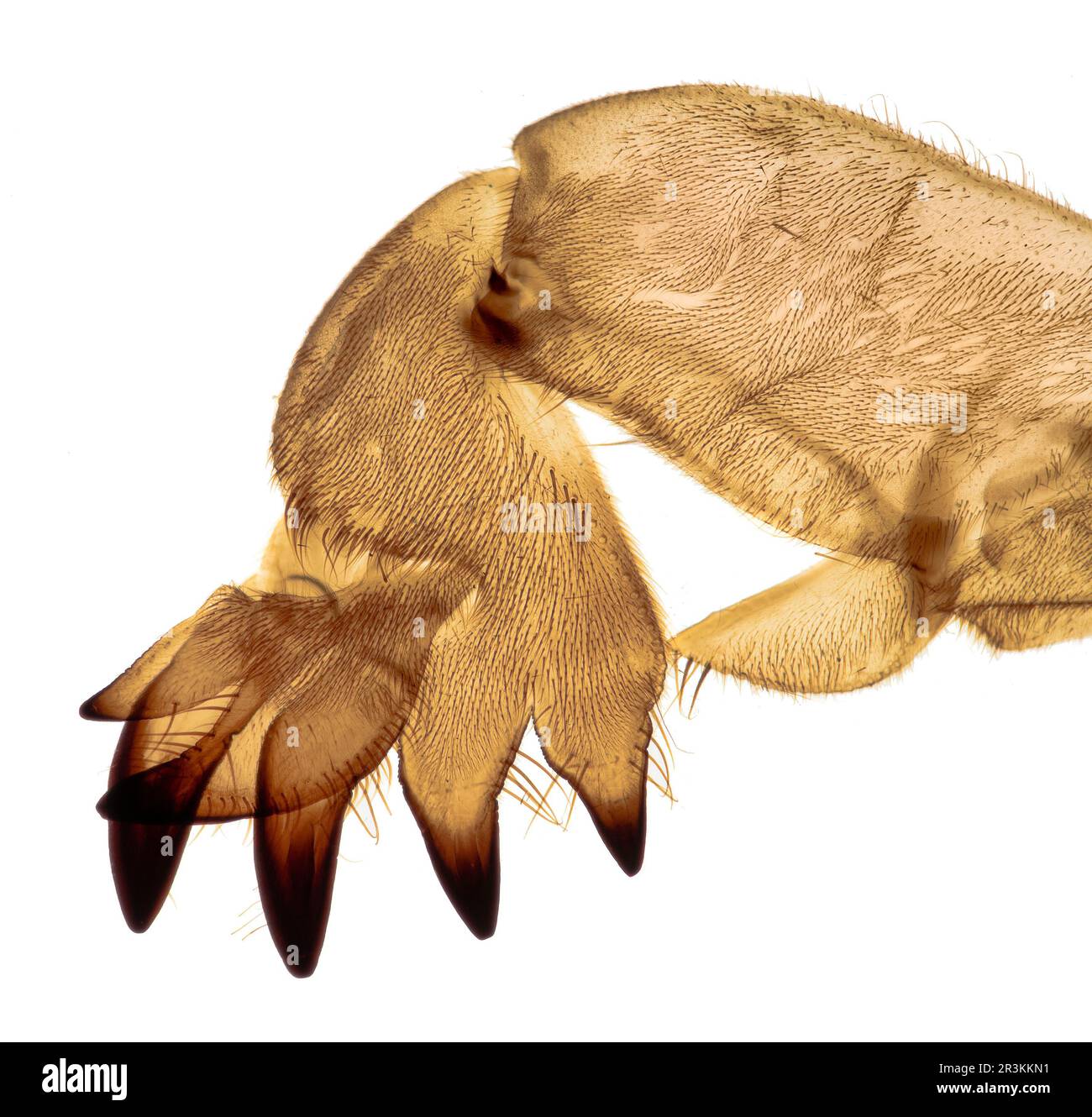Gryllotalpa sp -Fotos und -Bildmaterial in hoher Auflösung – Alamy